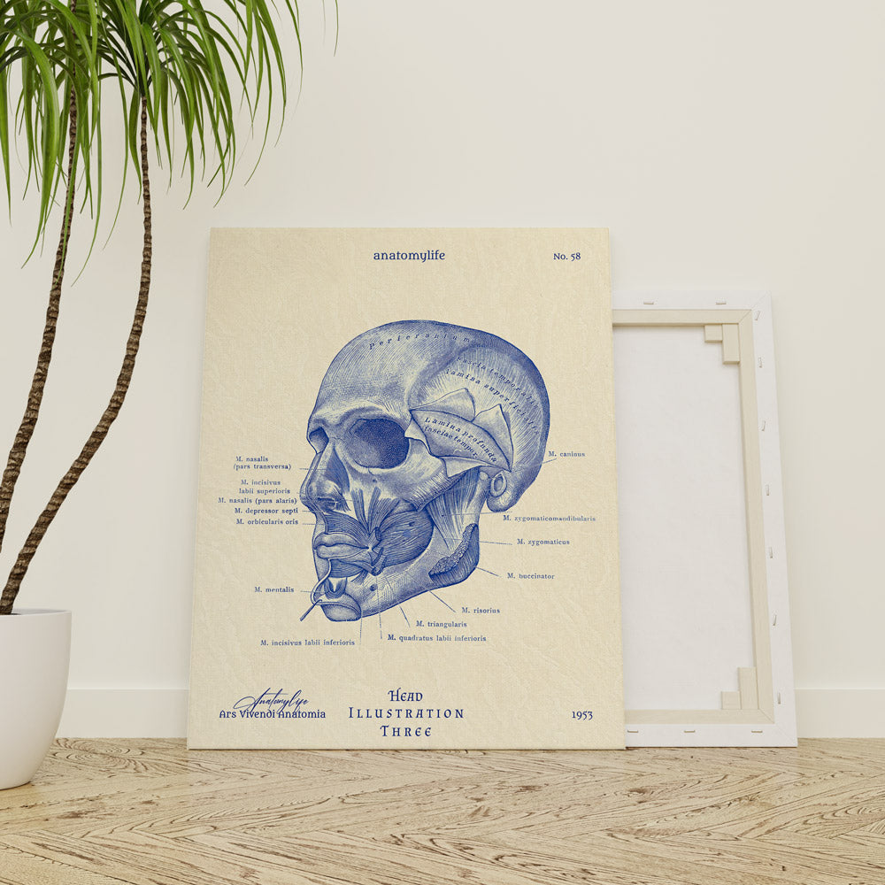 Kopf - Illustration No. 3 - Classic Style – AnatomyLife Shop