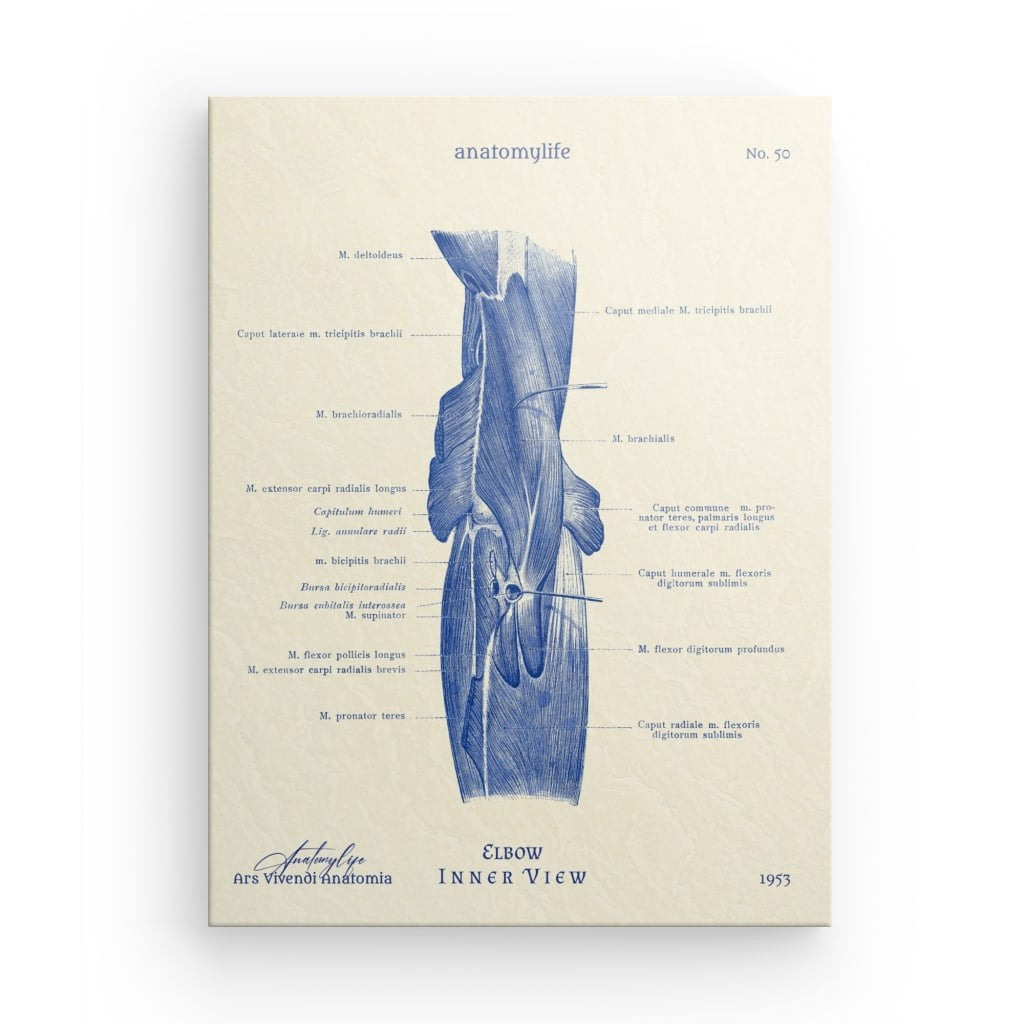 Ellbogen - Inner view - Classic Style – AnatomyLife Shop
