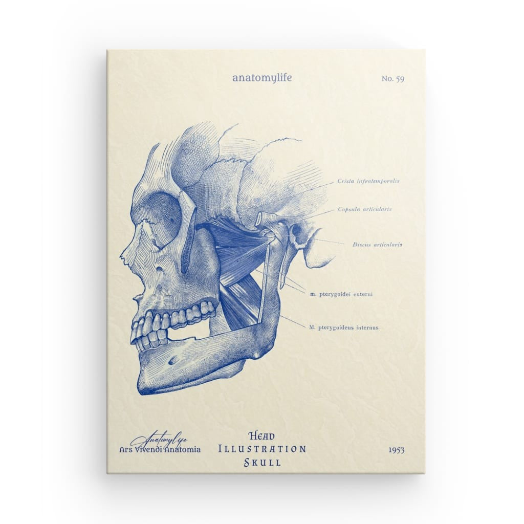Kopf - Illustration Skull - Classic Style – AnatomyLife Shop