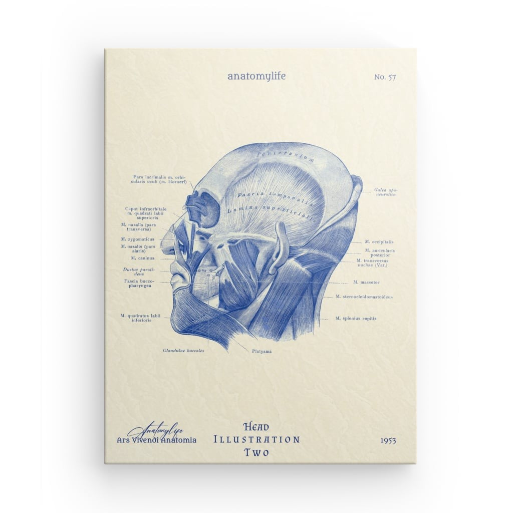 Kopf - Illustration No. 2 - Classic Style – AnatomyLife Shop