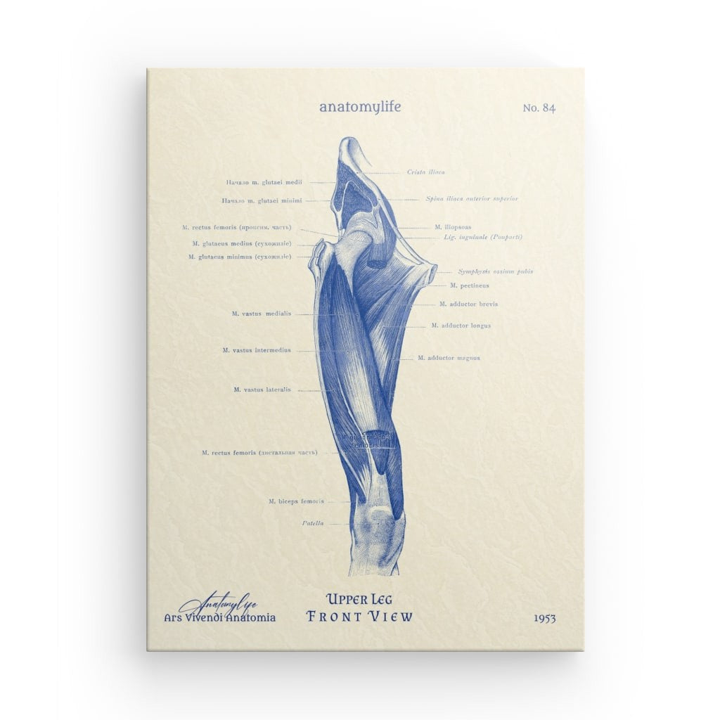 Oberes Bein - Front view - Classic Style – AnatomyLife Shop